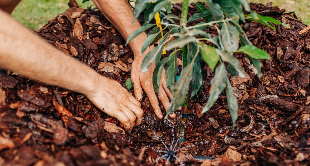Fruit trees 101: Planting steps | Seasonal Plant