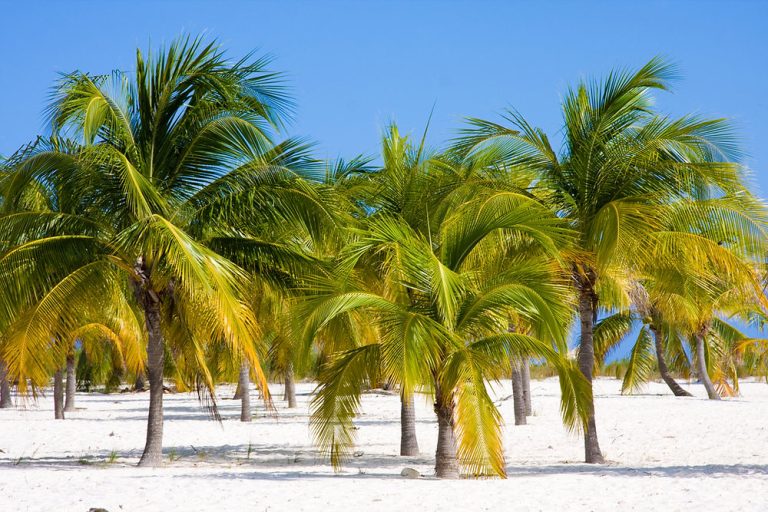 Creative Ways to Use Palm Fronds in Your Garden | Seasonal Plant
