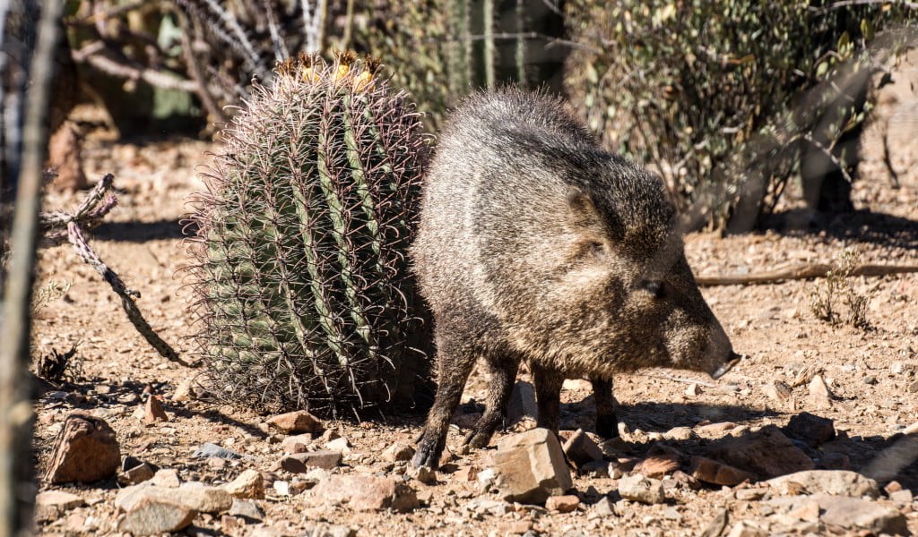 12 Surprising Animals That Eat Cactus to Survive | Seasonal Plant