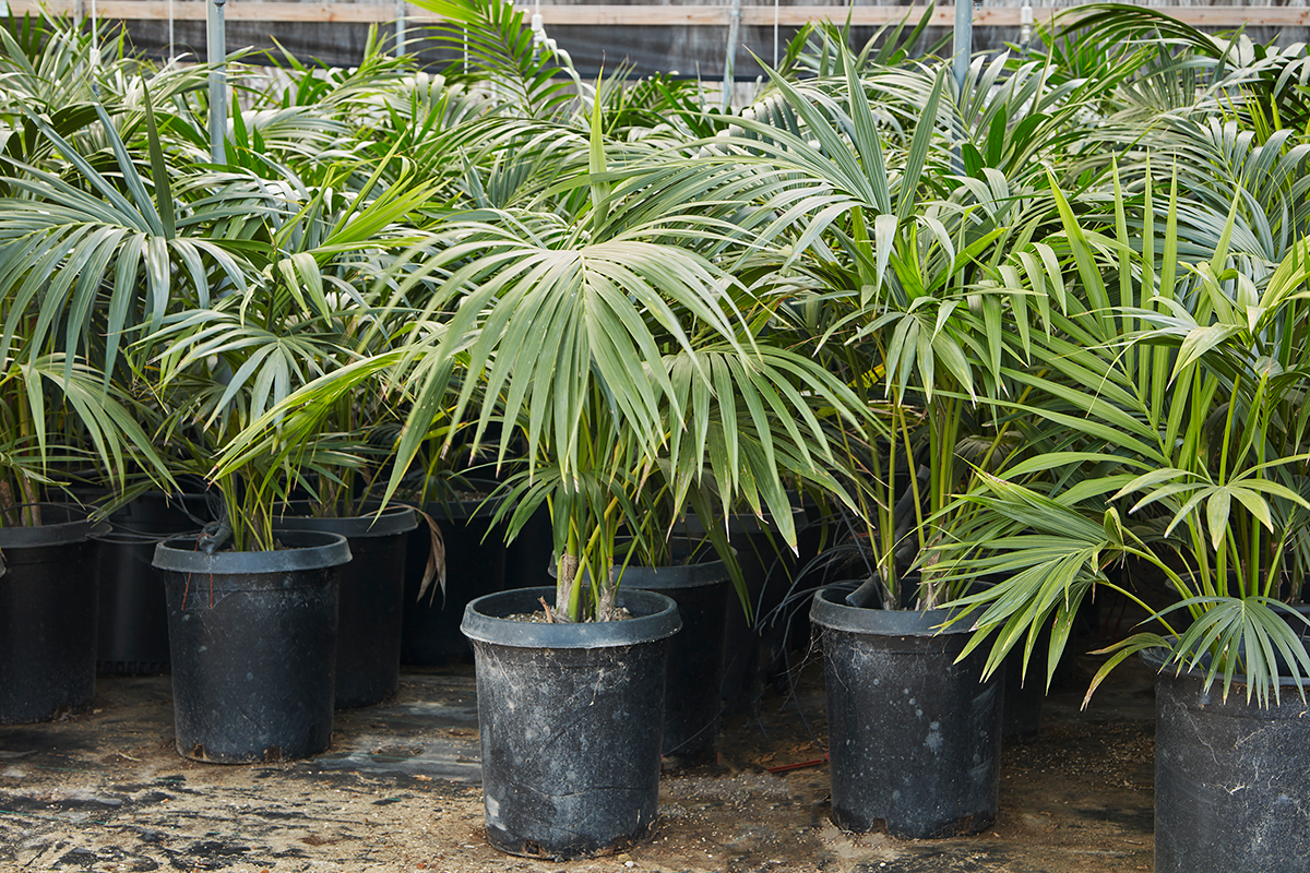 Best Tips for Planting Palms in Pots | Seasonal Plant