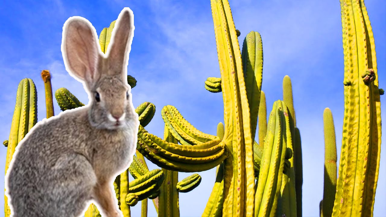12 Surprising Animals That Eat Cactus to Survive | Seasonal Plant