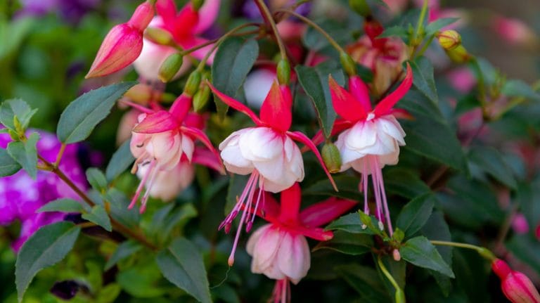 A Complete Guide to Vibrant Blooms Hybrid Fuchsia | Seasonal Plant